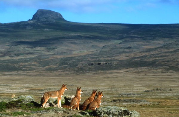 Bale Mountains National Park